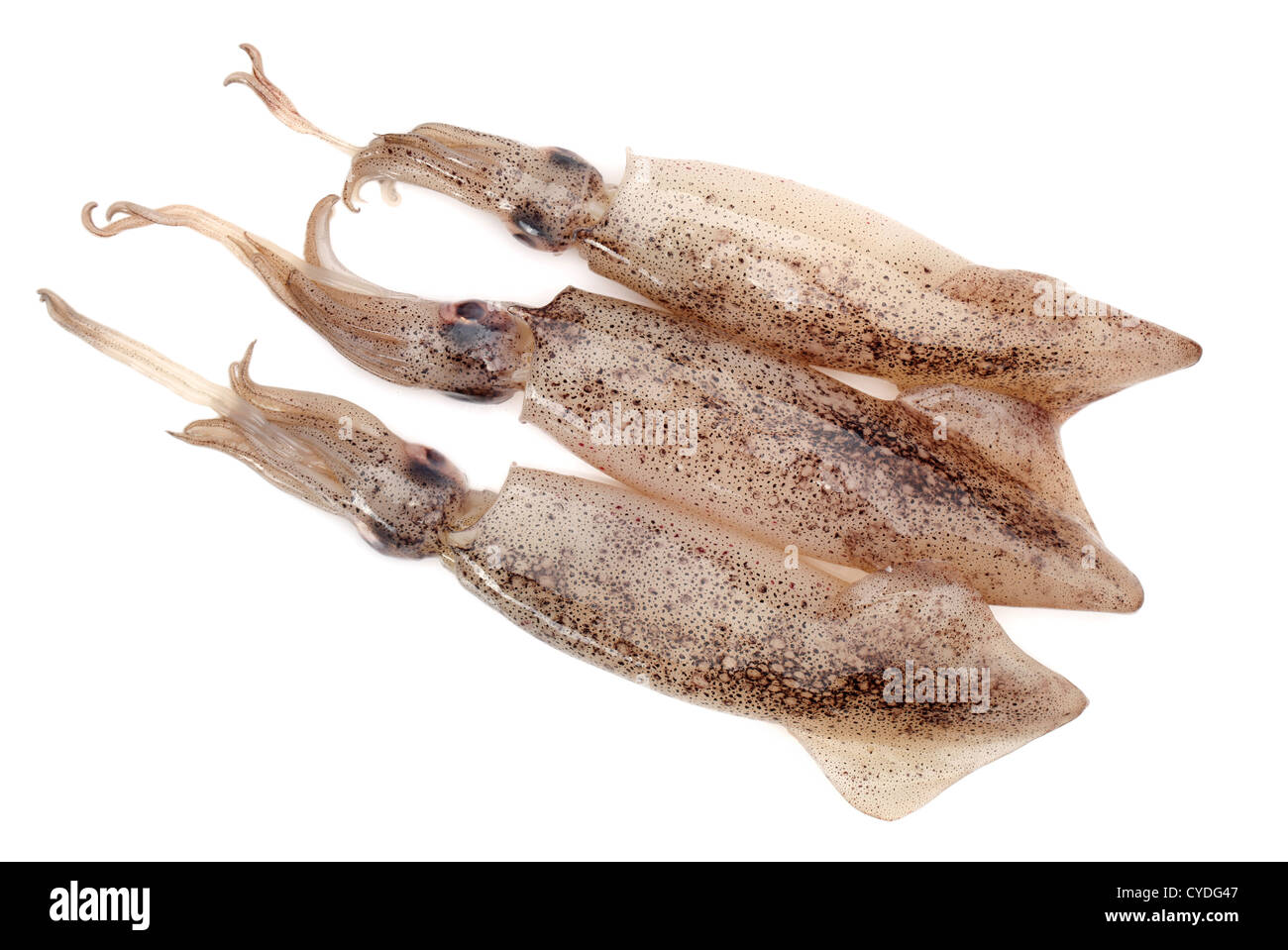 Squid, Isolated, Cuttlefish, Seafood, Animal, Sea, Tentacle, Food ...