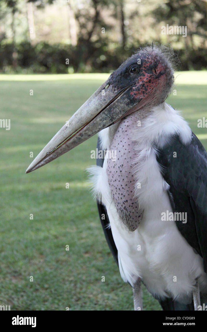 Tanzanian stork hi-res stock photography and images - Alamy