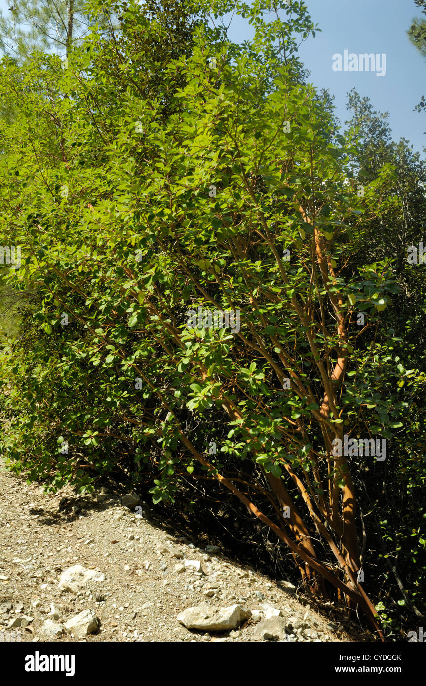 Strawberry tree bark hi-res stock photography and images - Alamy
