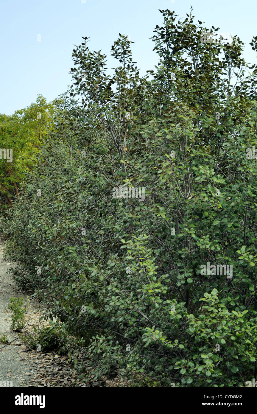 Red ink plant hi-res stock photography and images - Alamy