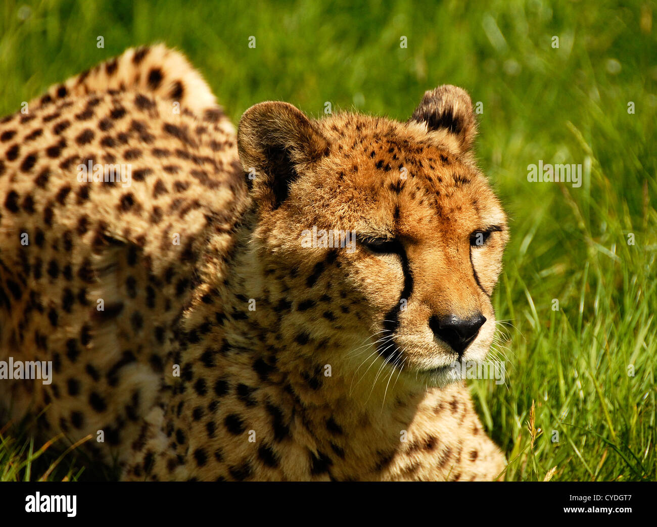 Murphy a Young Cheetah Stock Photo - Alamy
