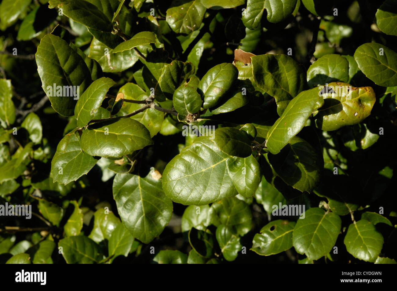 Red ink plant hi-res stock photography and images - Alamy