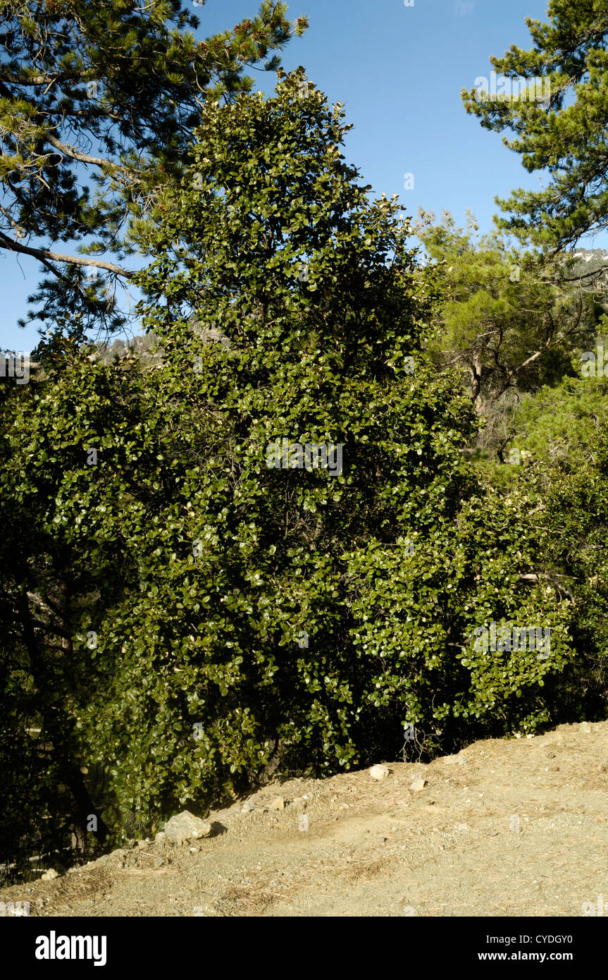 Ink plant hi-res stock photography and images - Alamy