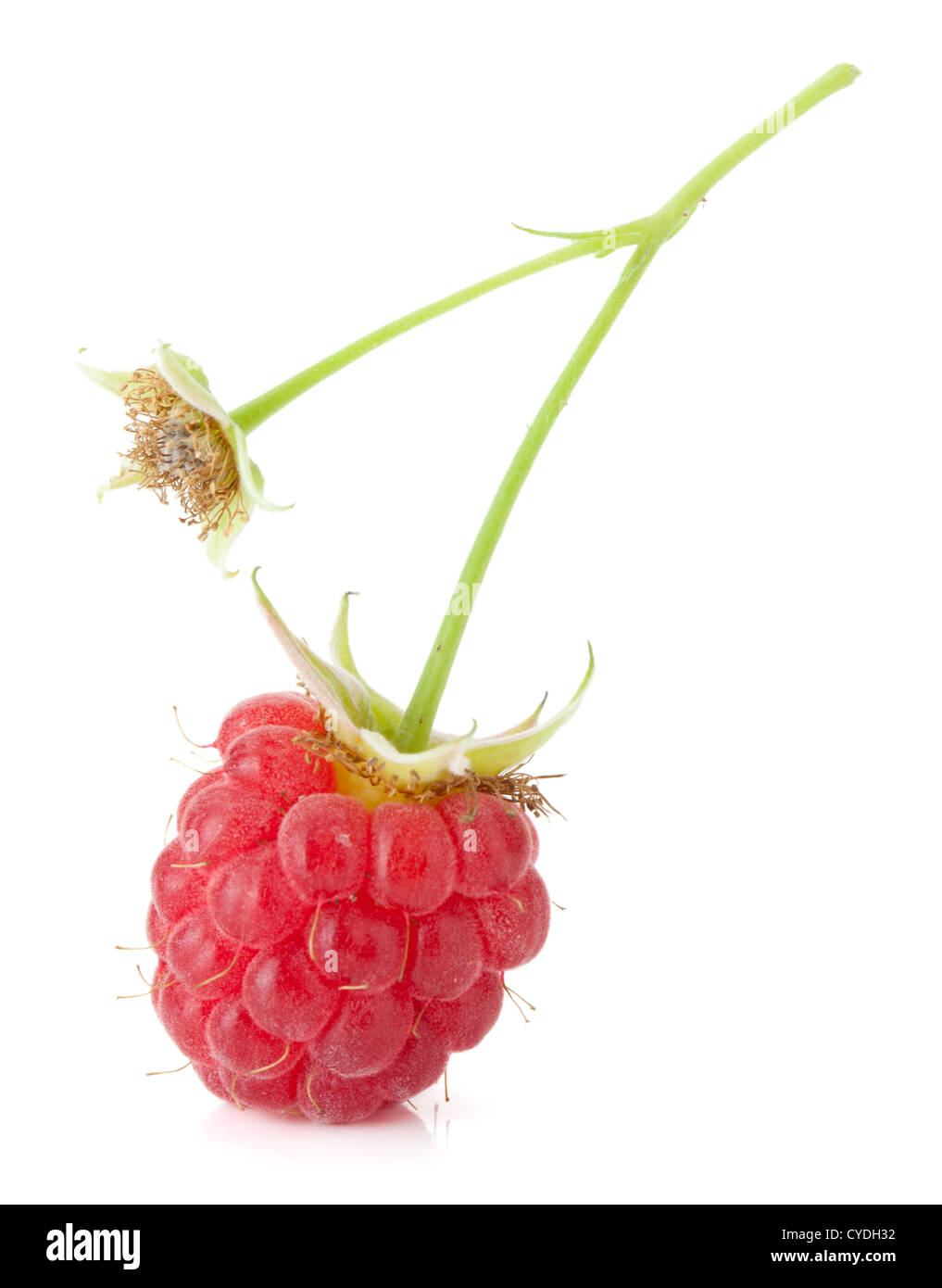 Fresh raspberry macro. Isolated on white background Stock Photo - Alamy
