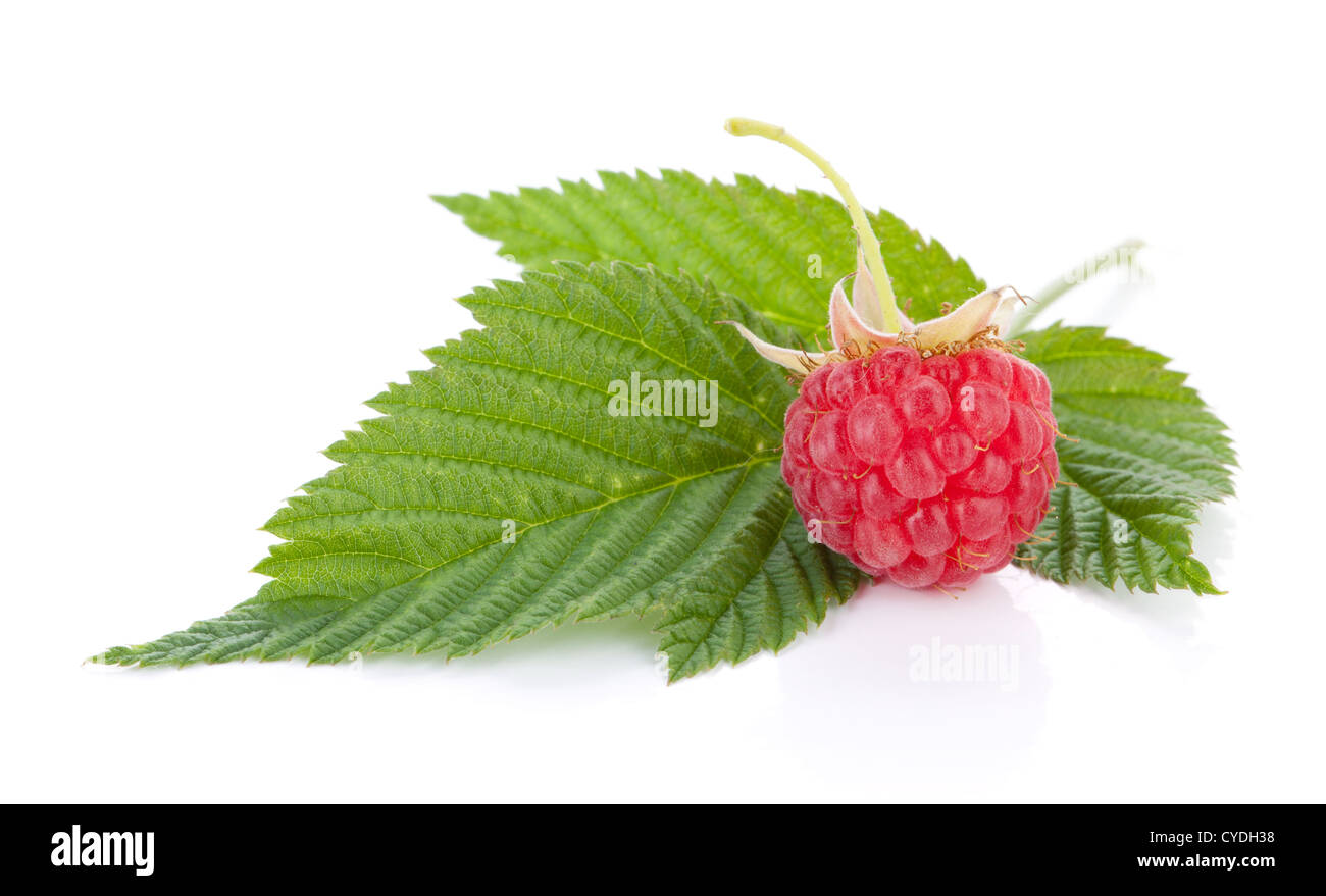 Raspberry macro on leaves. Isolated on white background Stock Photo - Alamy