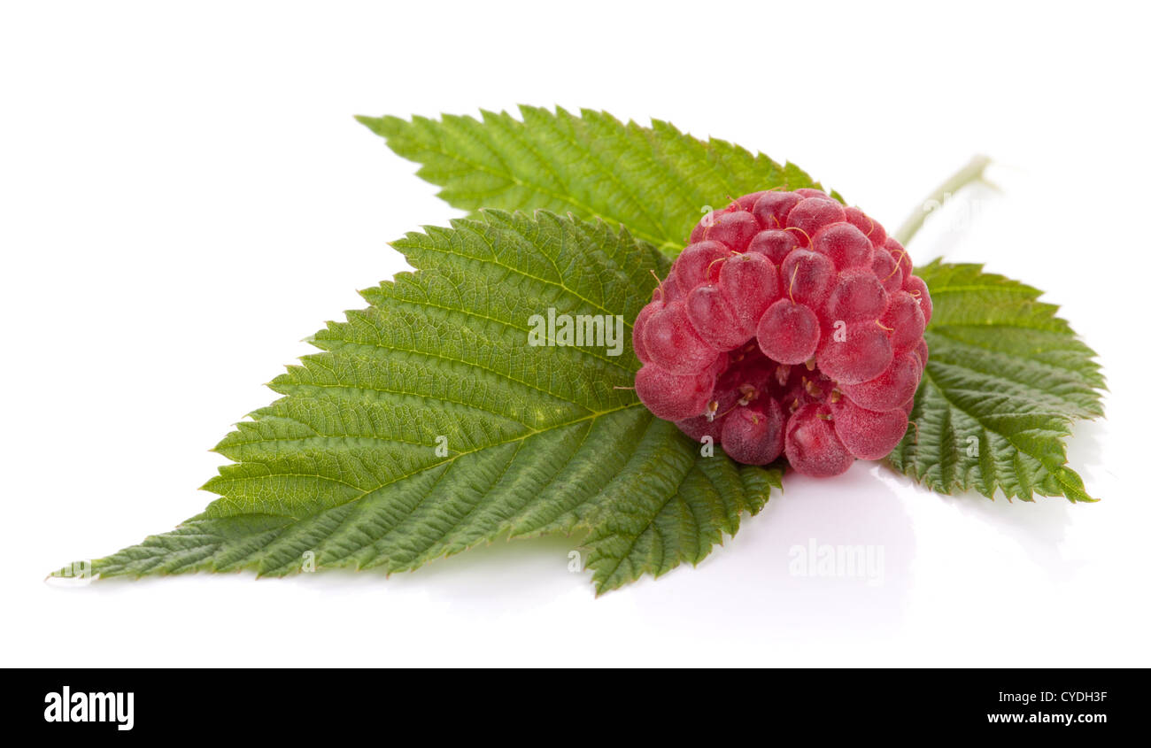 Raspberry macro on leaves. Isolated on white background Stock Photo - Alamy