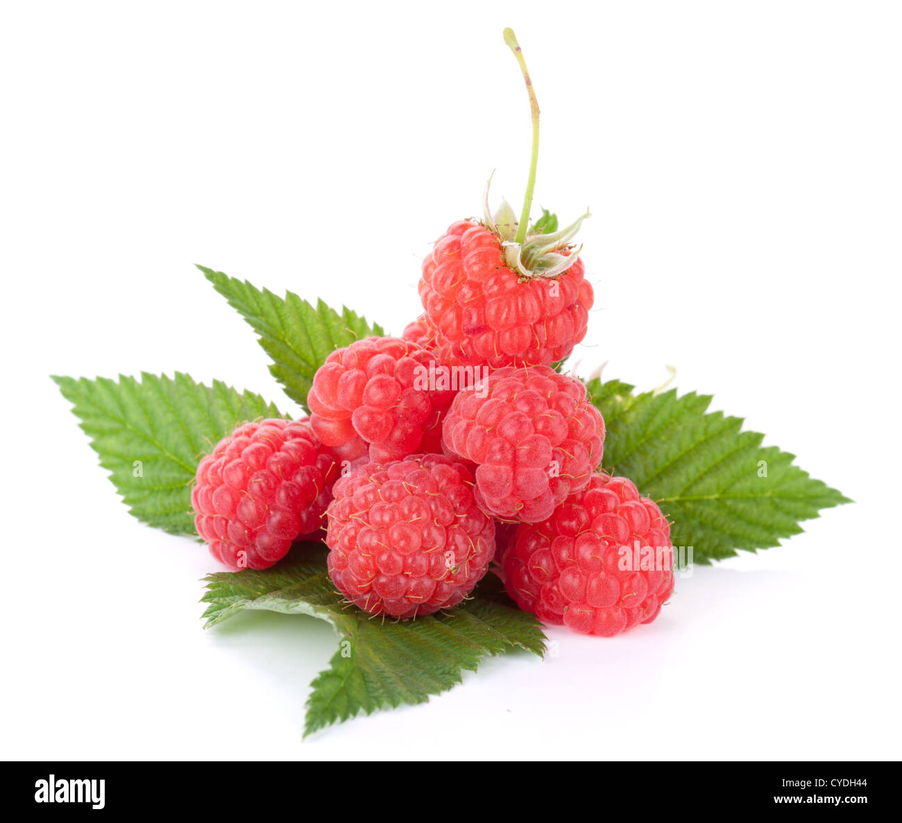 Fresh raspberry heap on leaves. Isolated on white background Stock ...