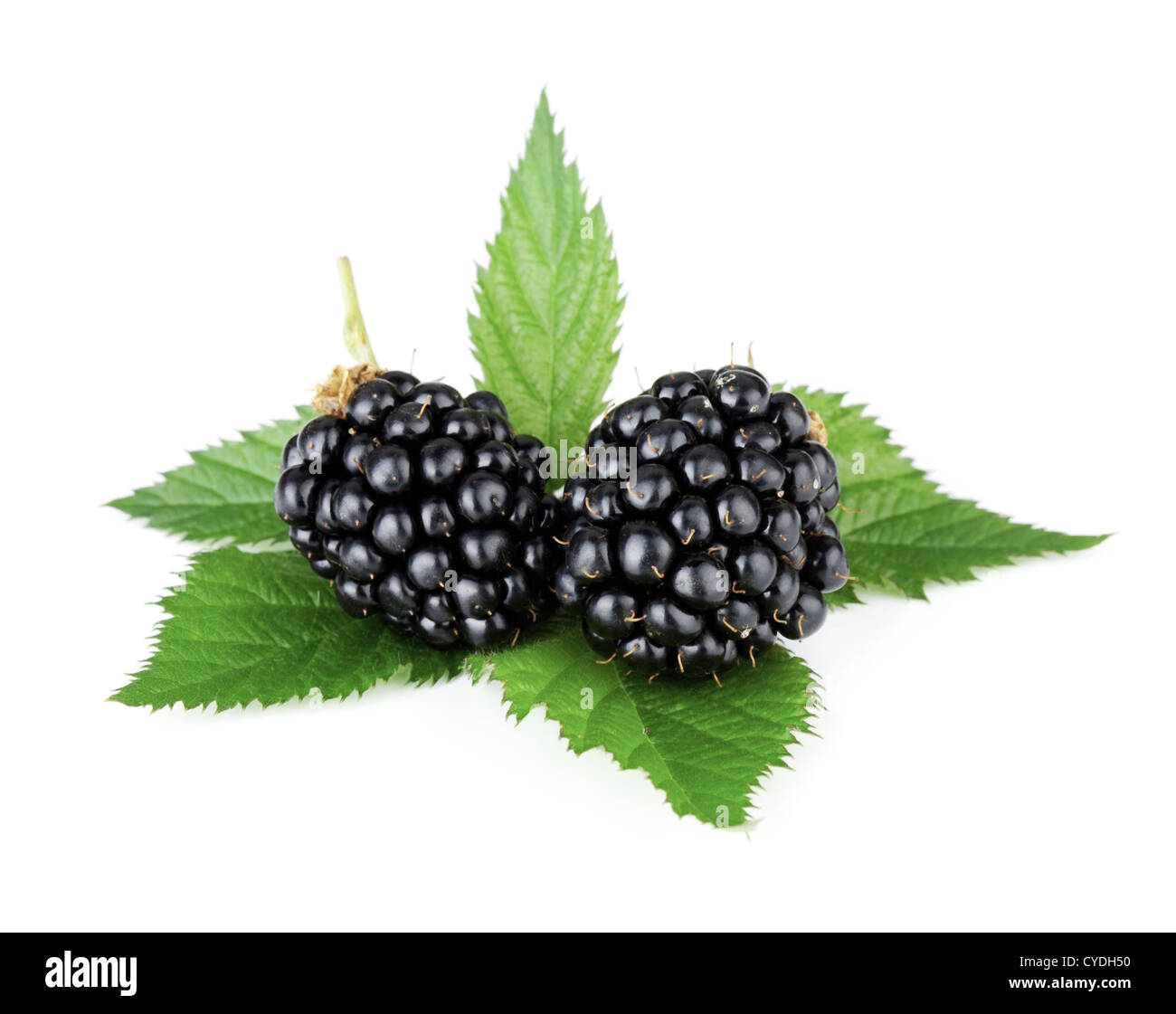 Ripe blackberry fruits with green leaves. Isolated on white background ...