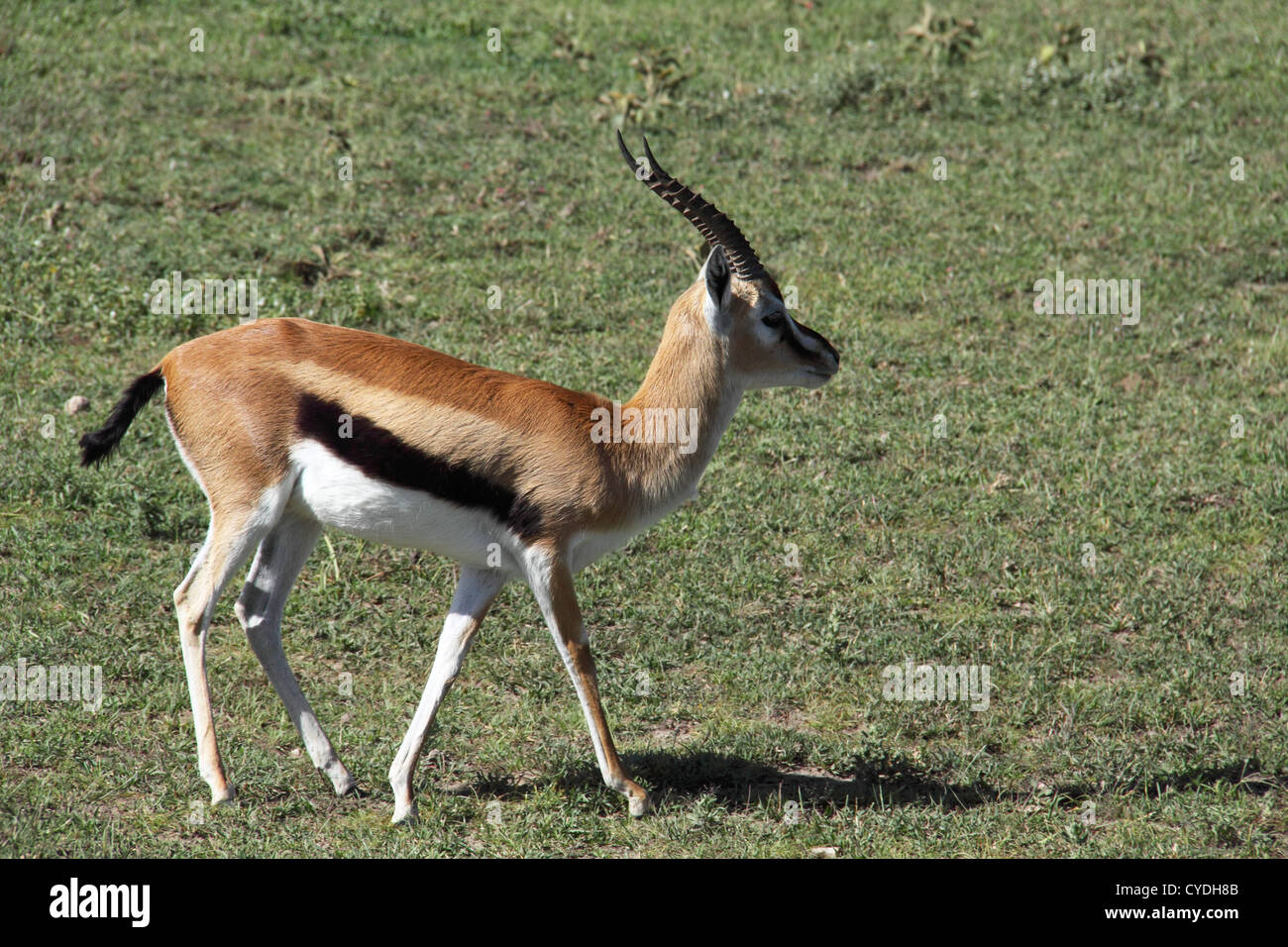 Serengeti antelope hi-res stock photography and images - Alamy