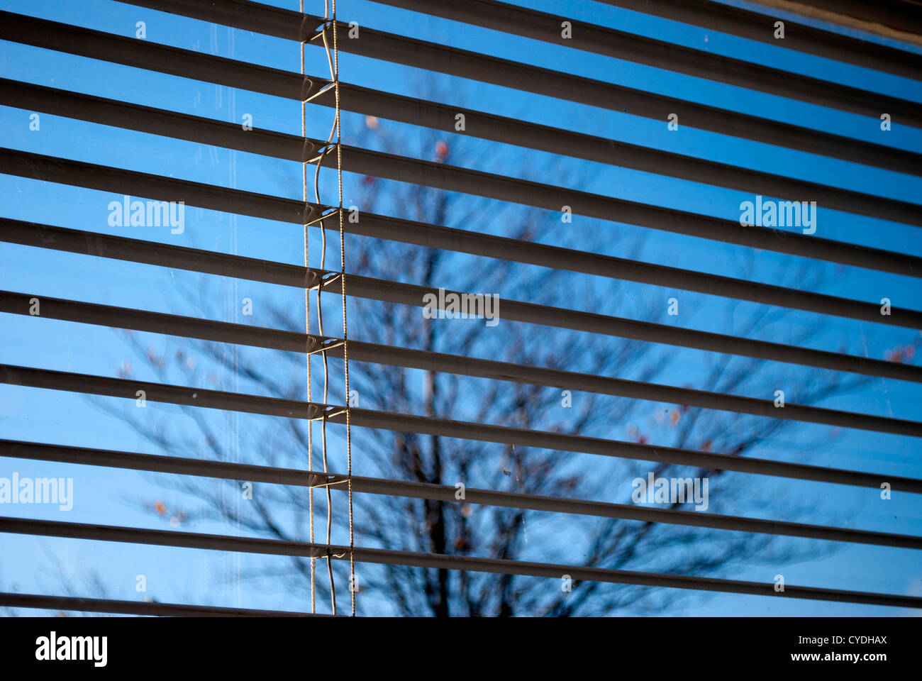 Partially open window blind with bare branches of tree against blue sky ...