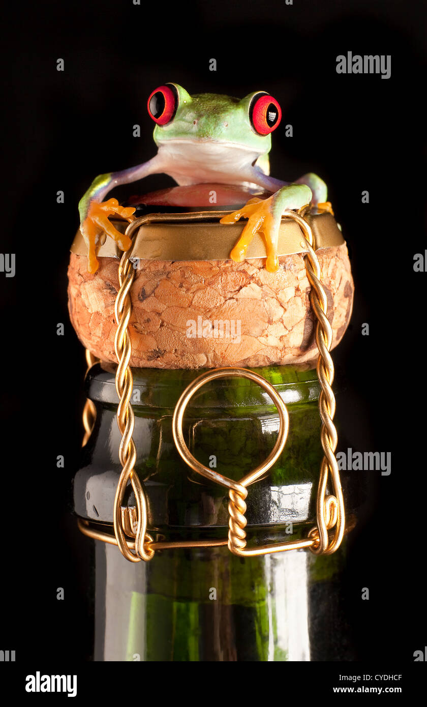 Happy tree frog hi-res stock photography and images - Alamy