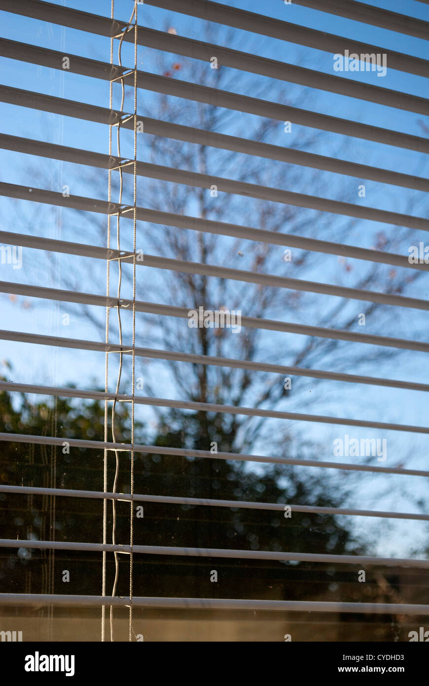 Partially open window blind with bare branches of tree and hedge ...
