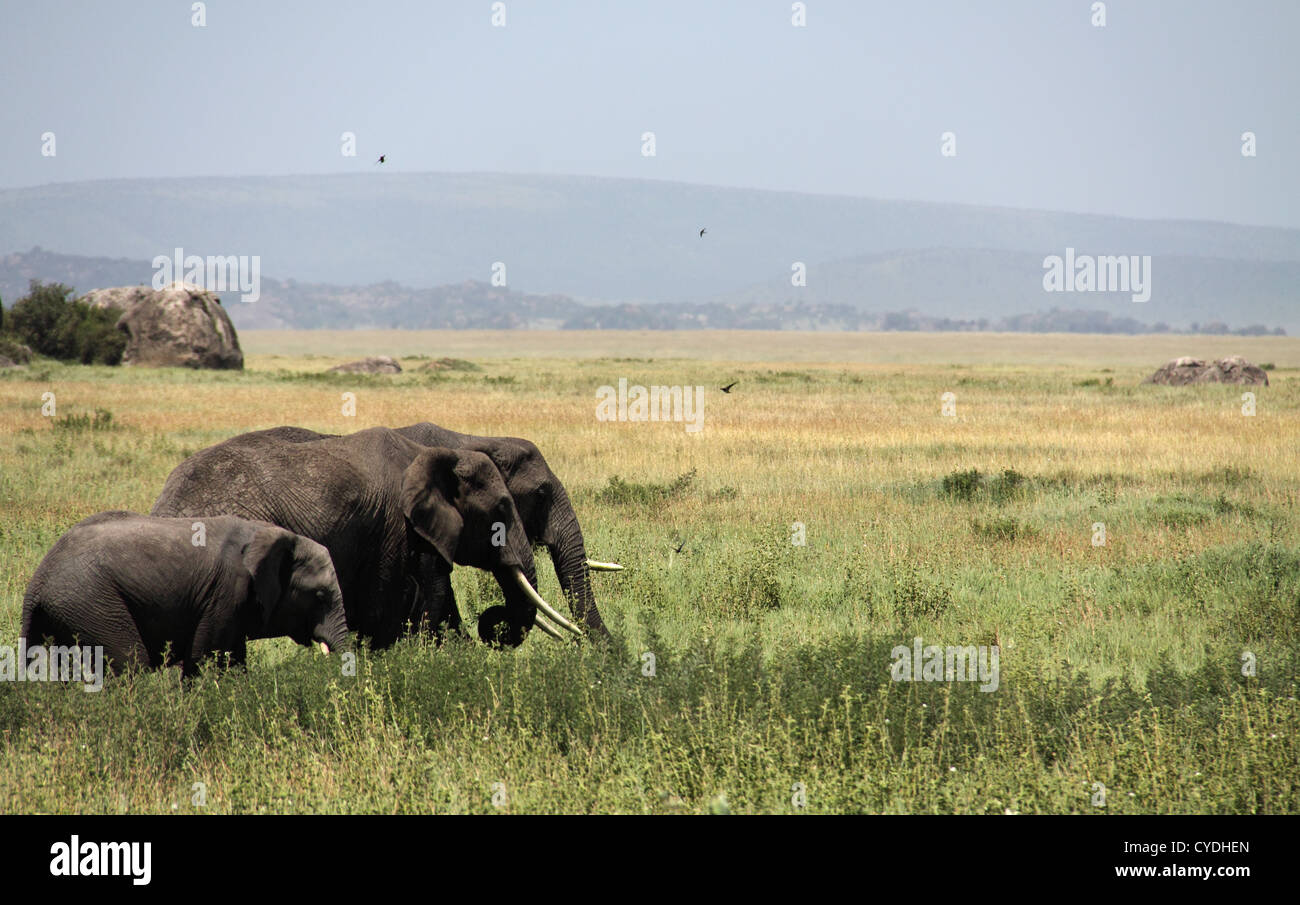 Tanzanian elephants hi-res stock photography and images - Alamy