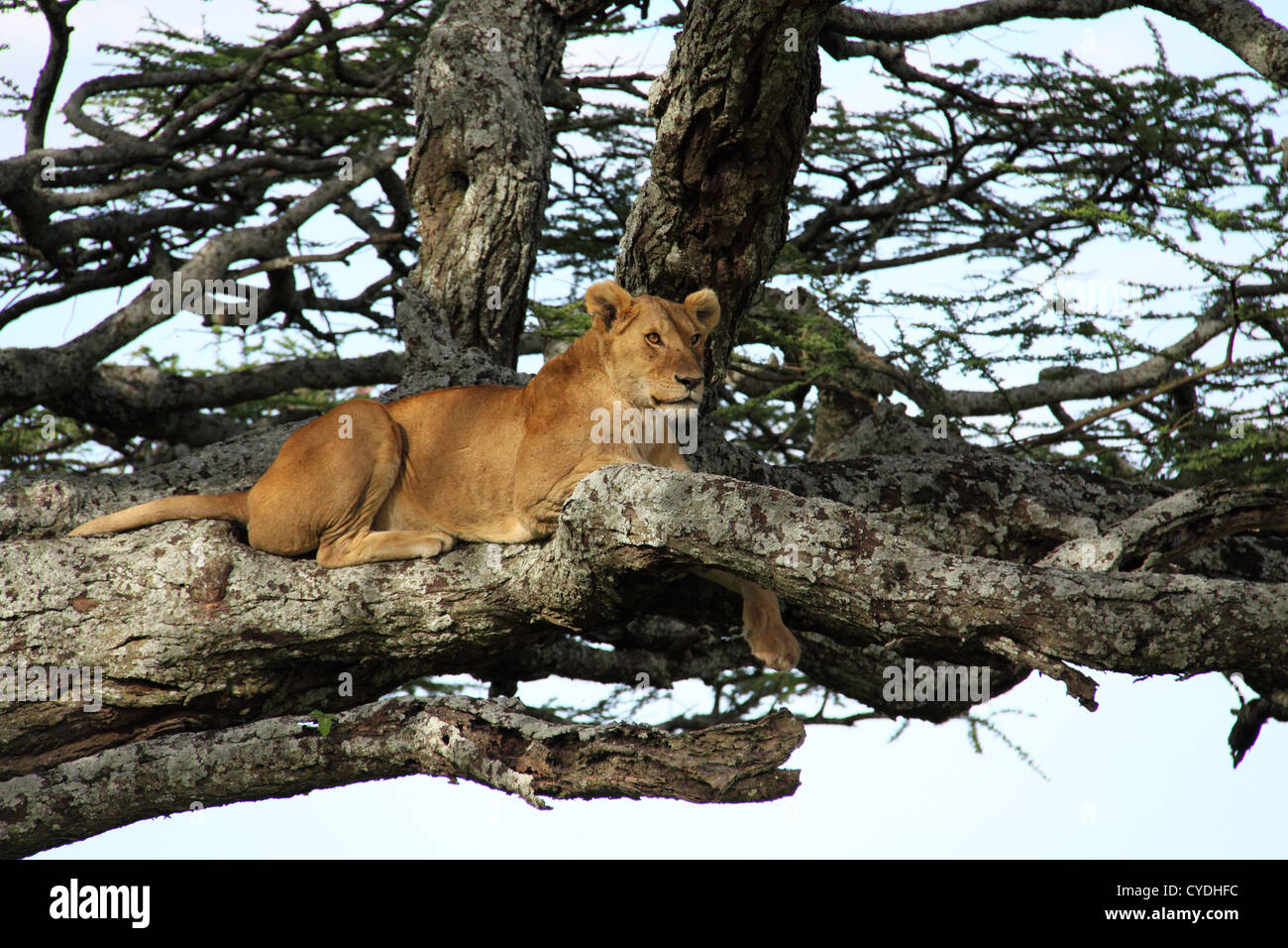 Lion resting hi-res stock photography and images - Alamy