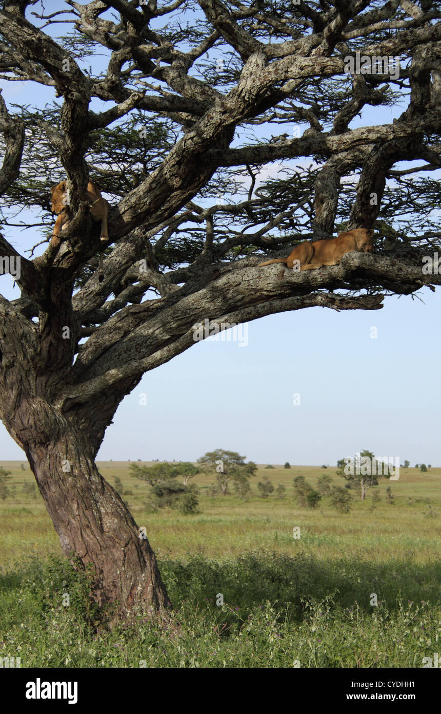 Lion tree tanzania hi-res stock photography and images - Alamy
