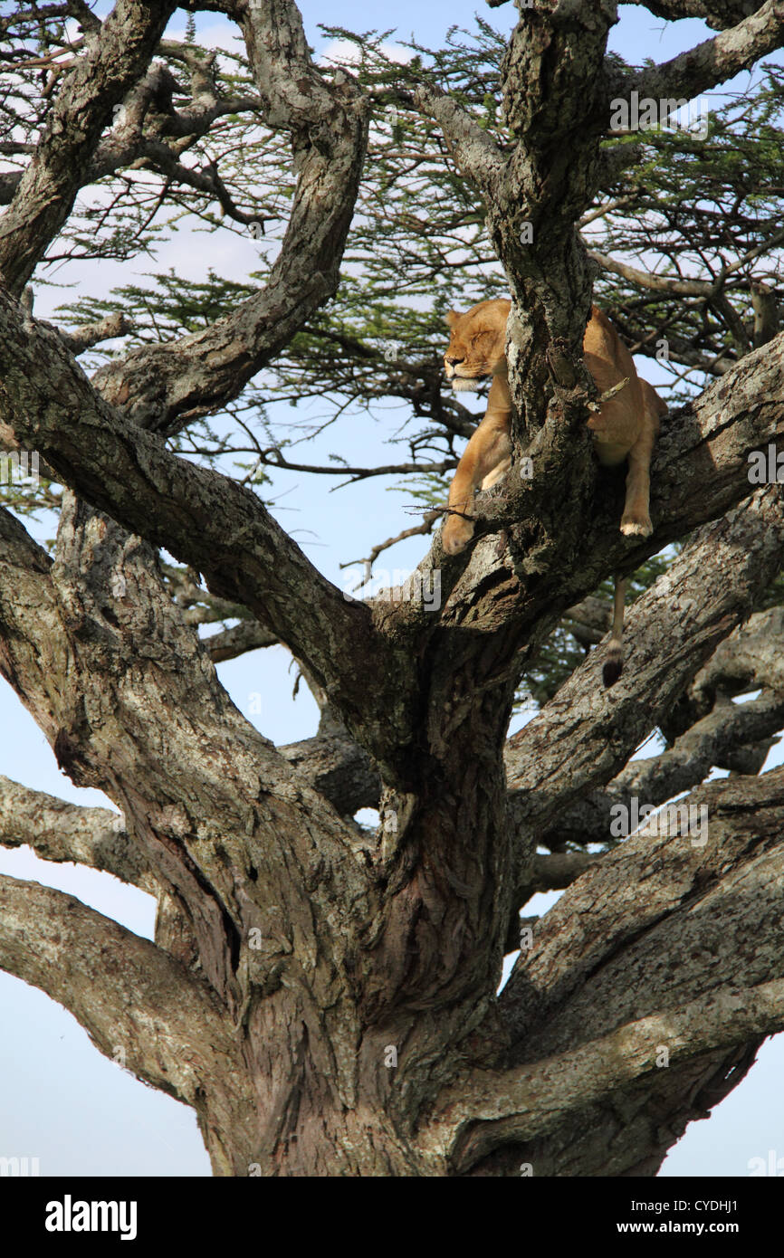 Lion tree tanzania hi-res stock photography and images - Alamy