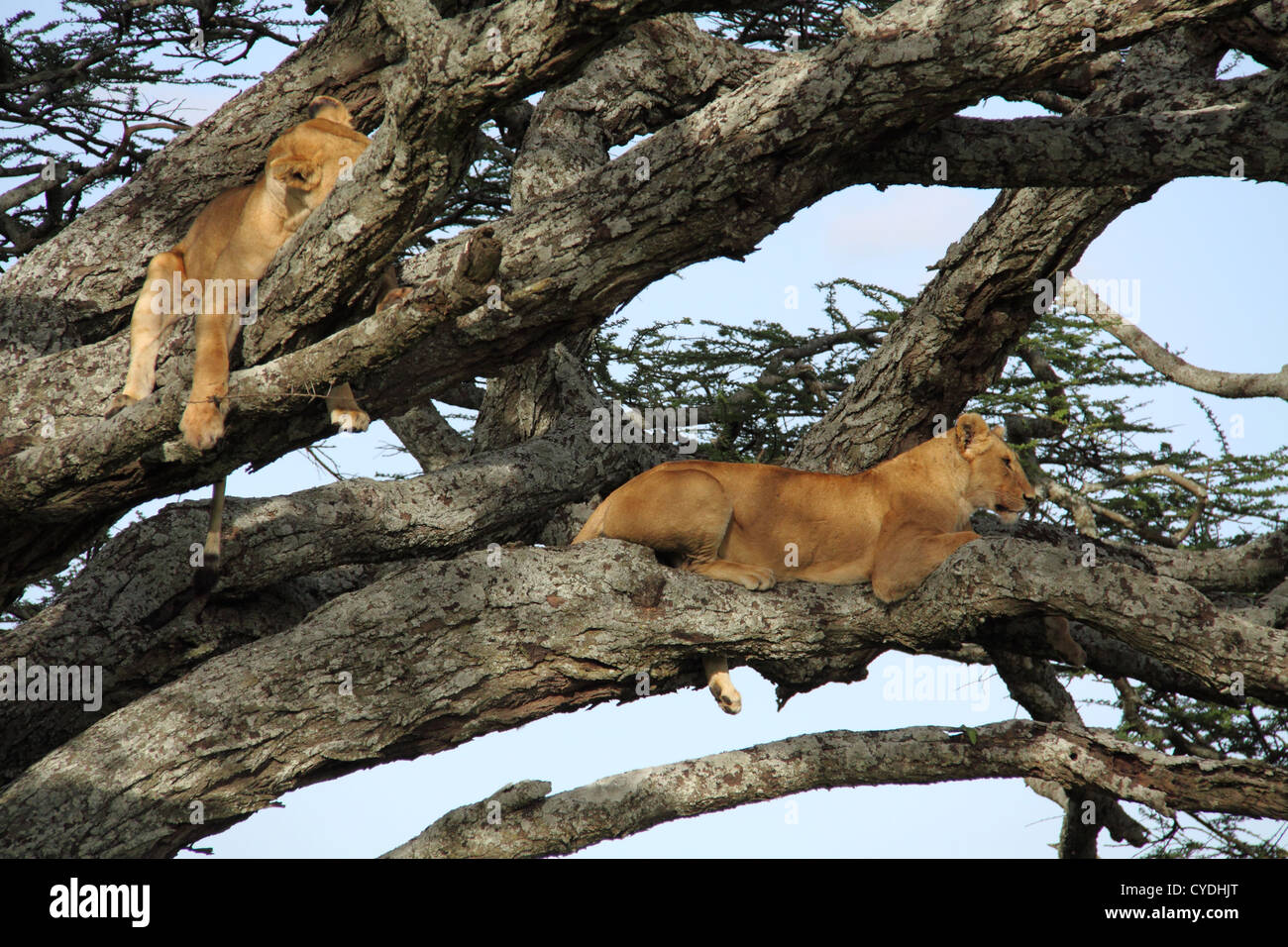 Lion resting on tree, Serengeti National Park, Tanzania, Africa Stock ...