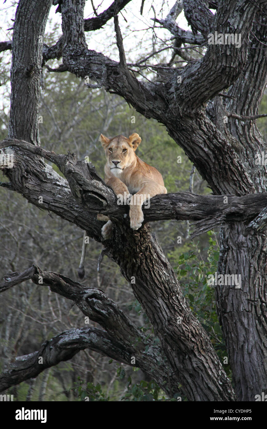 Lion resting tree hi-res stock photography and images - Alamy