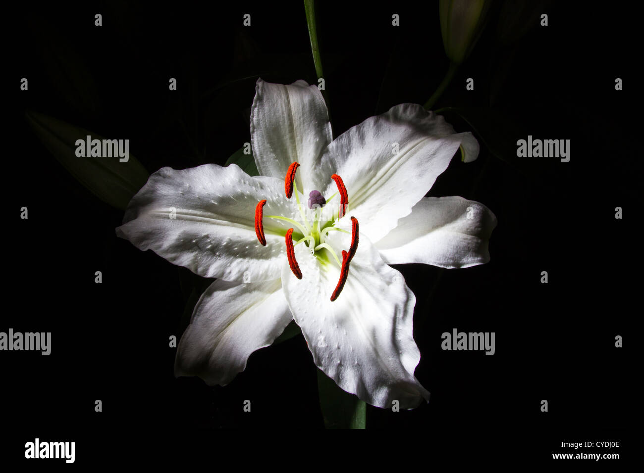 Asiatic Lilly open against a black background Stock Photo - Alamy