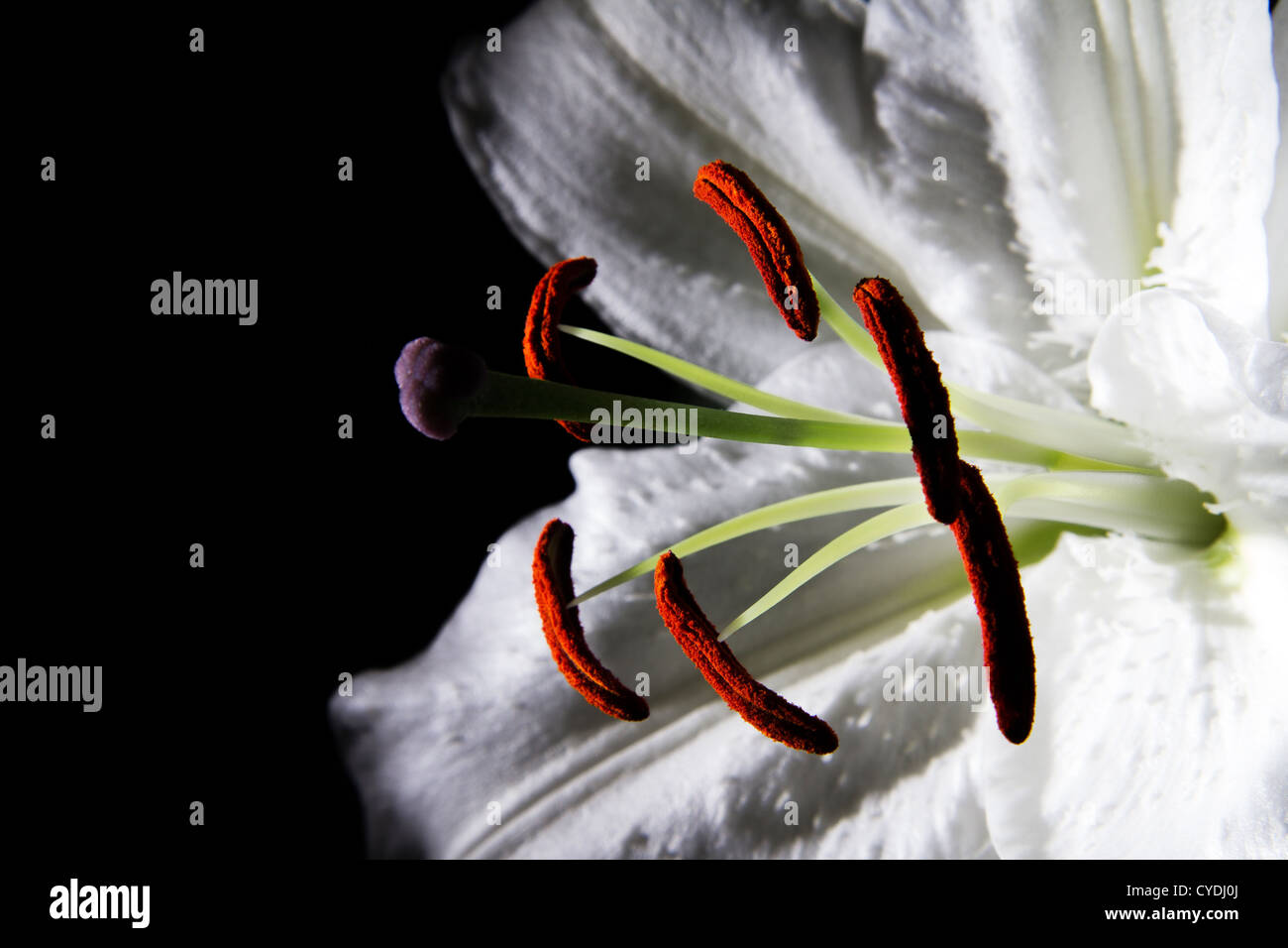 Asiatic Lilly open against a black background Stock Photo - Alamy