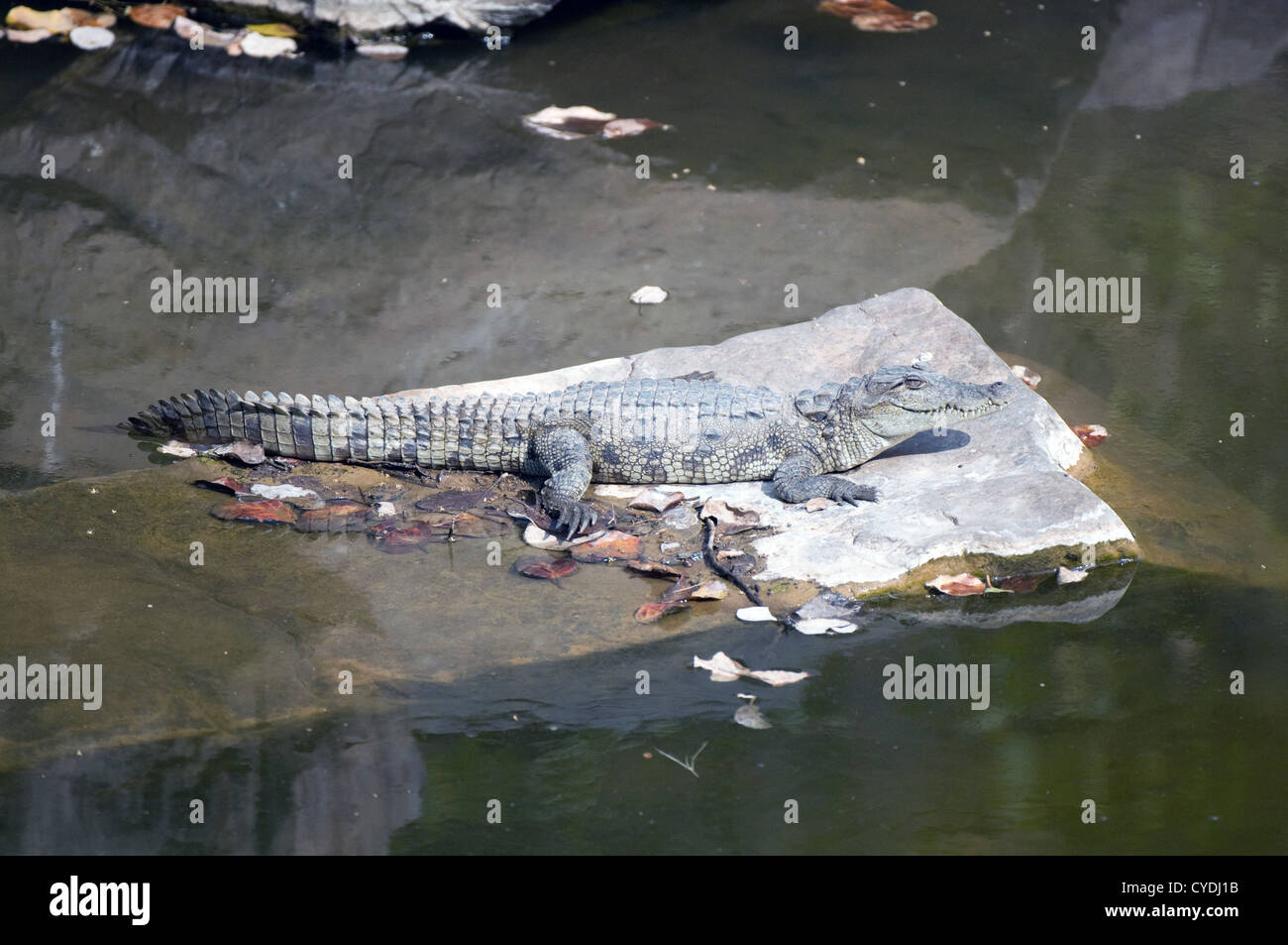 Mugger crocodile hi-res stock photography and images - Alamy