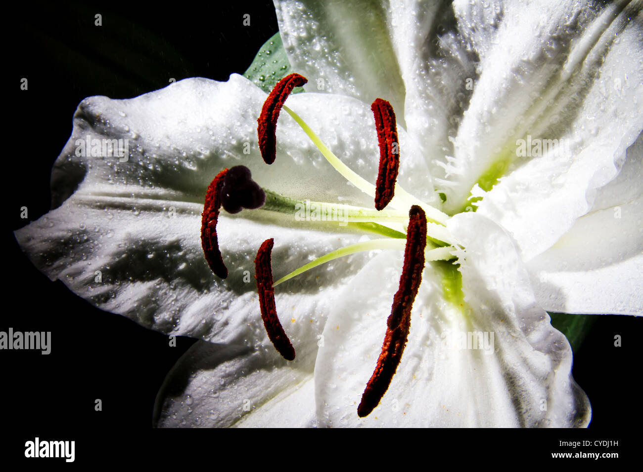 Asiatic Lilly open against a black background Stock Photo - Alamy