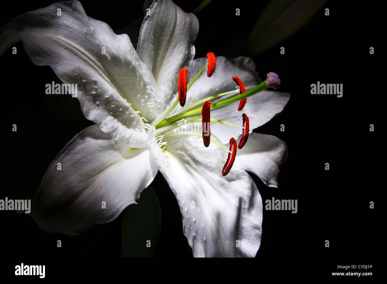 Asiatic Lilly open against a black background Stock Photo - Alamy