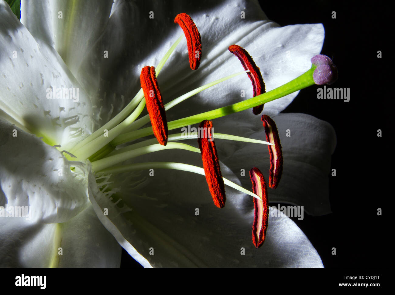 Asiatic Lilly open against a black background Stock Photo - Alamy