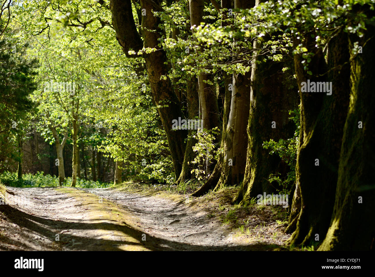 PantGlas retreat welsh track tree lined Stock Photo - Alamy