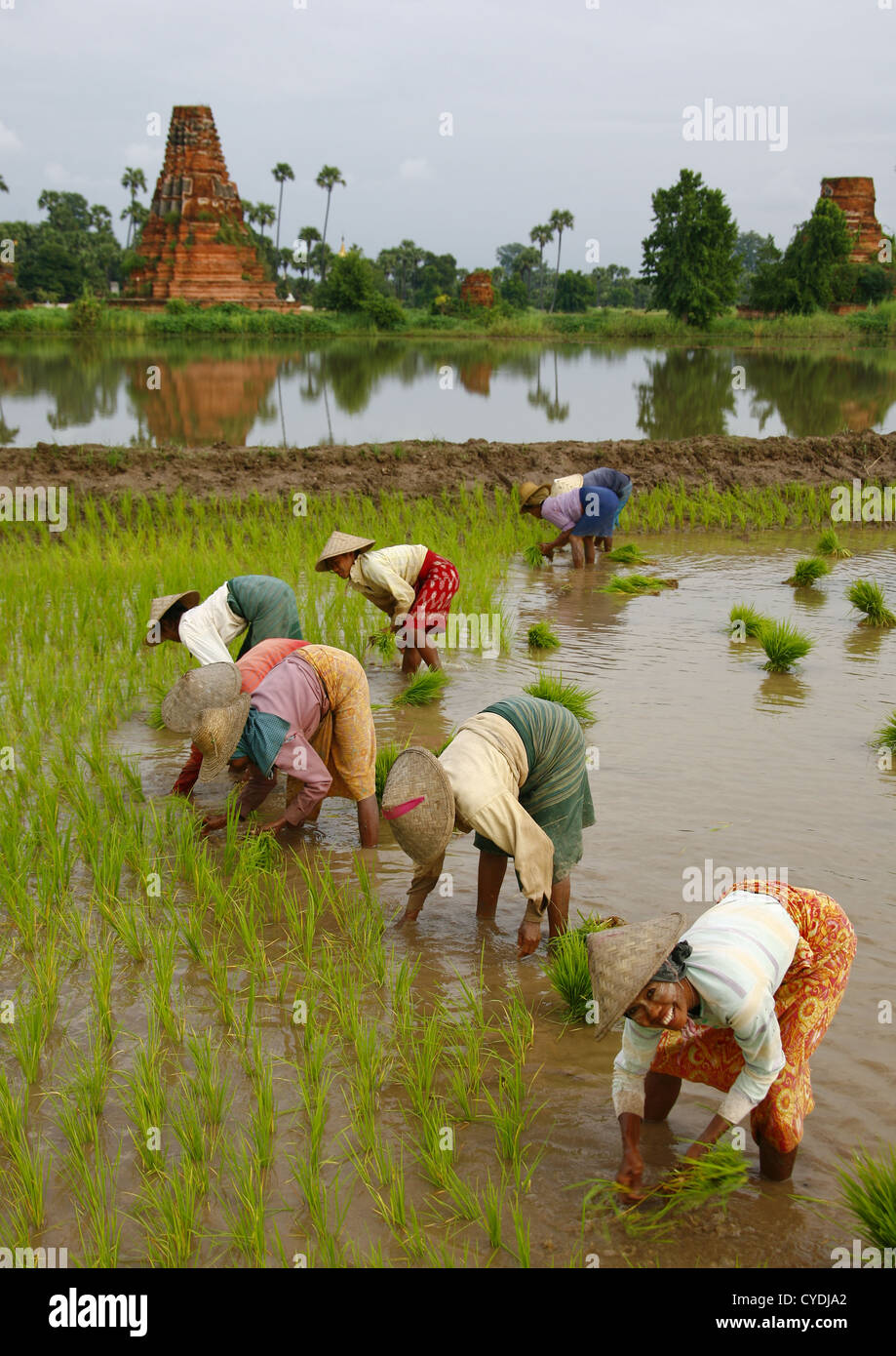 Women Working In A Paddy Field In Innwa, Myanmar Stock Photo - Alamy