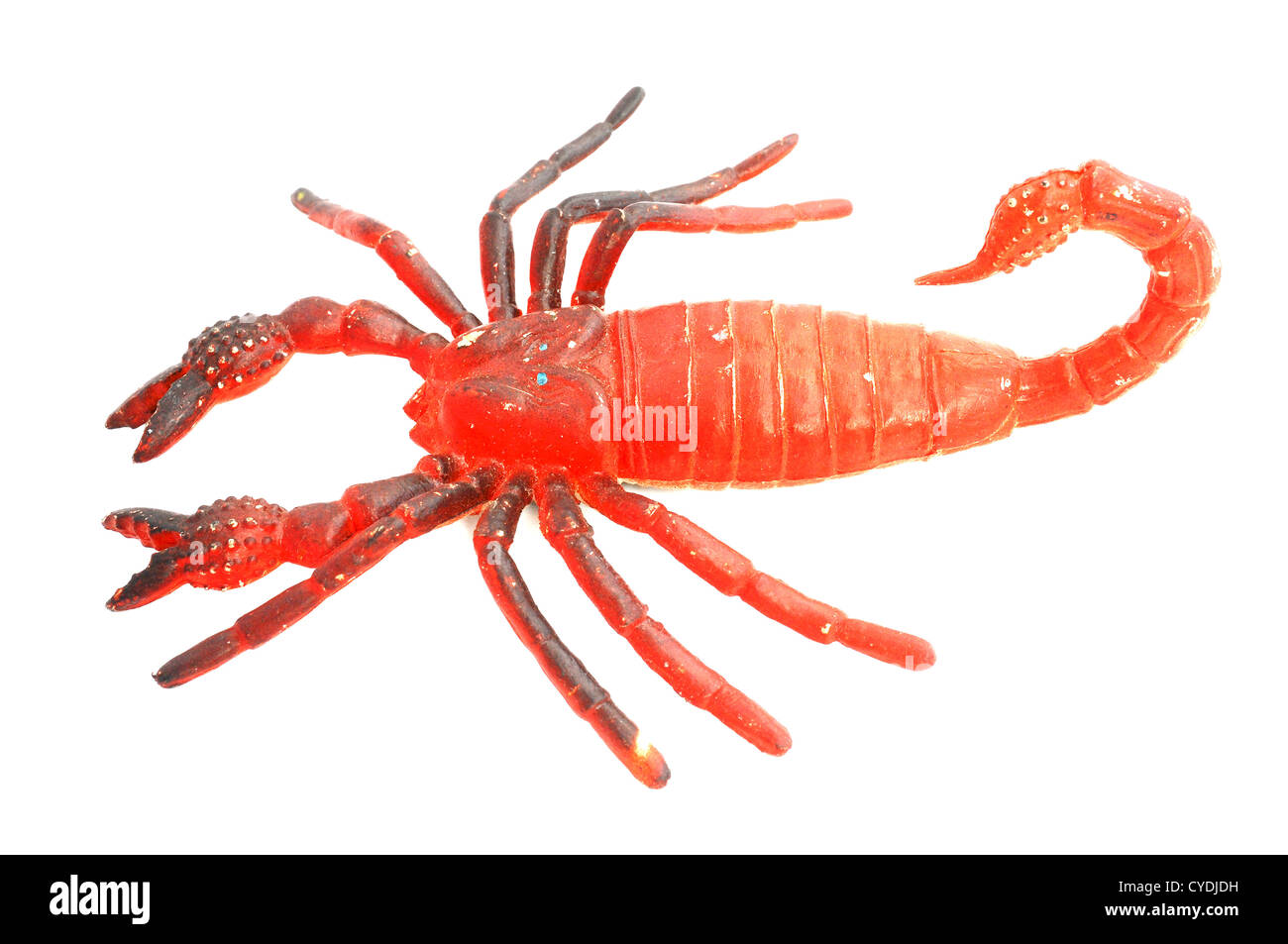 scorpion stinger sting isolated poisonous invertebrate venomous danger ...