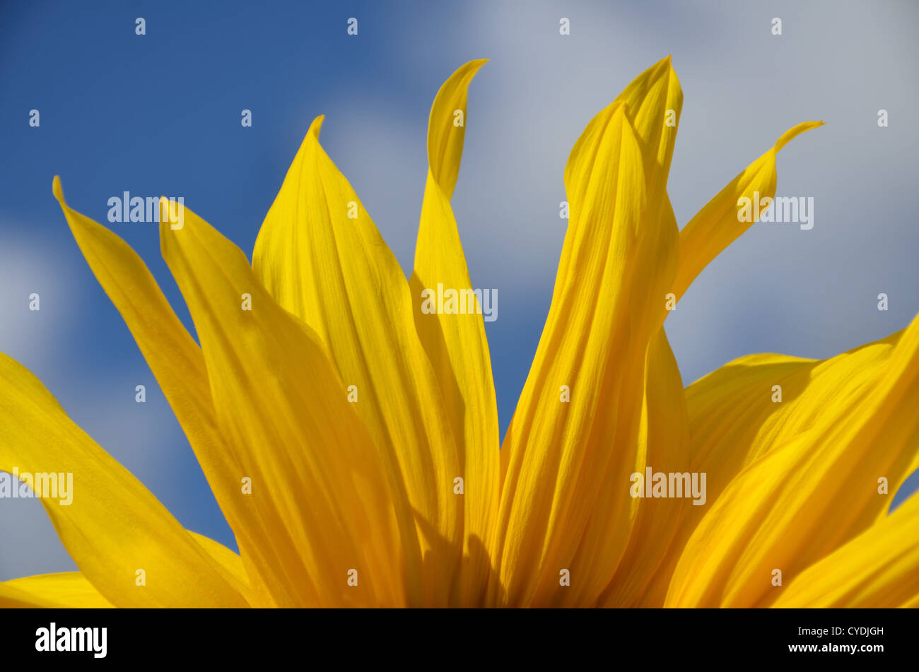 Terminal capitula sunflower hi-res stock photography and images - Alamy