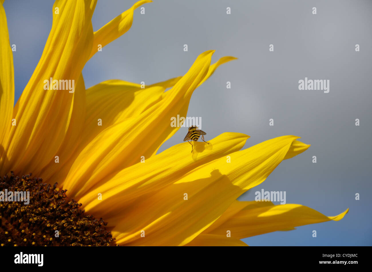 Terminal capitula sunflower hi-res stock photography and images - Alamy