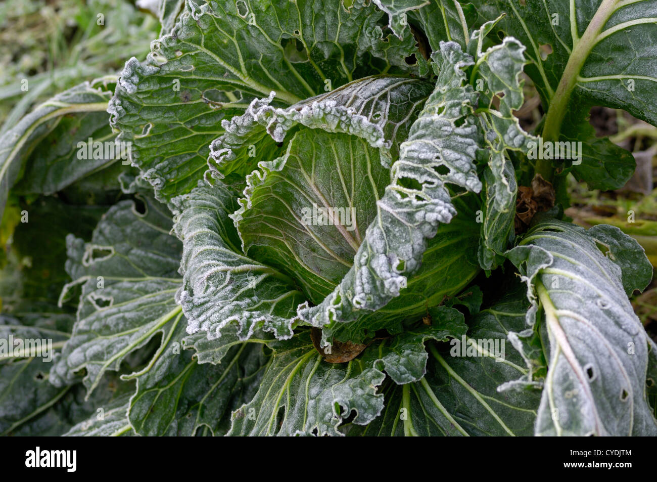 Cabbage king hi-res stock photography and images - Alamy