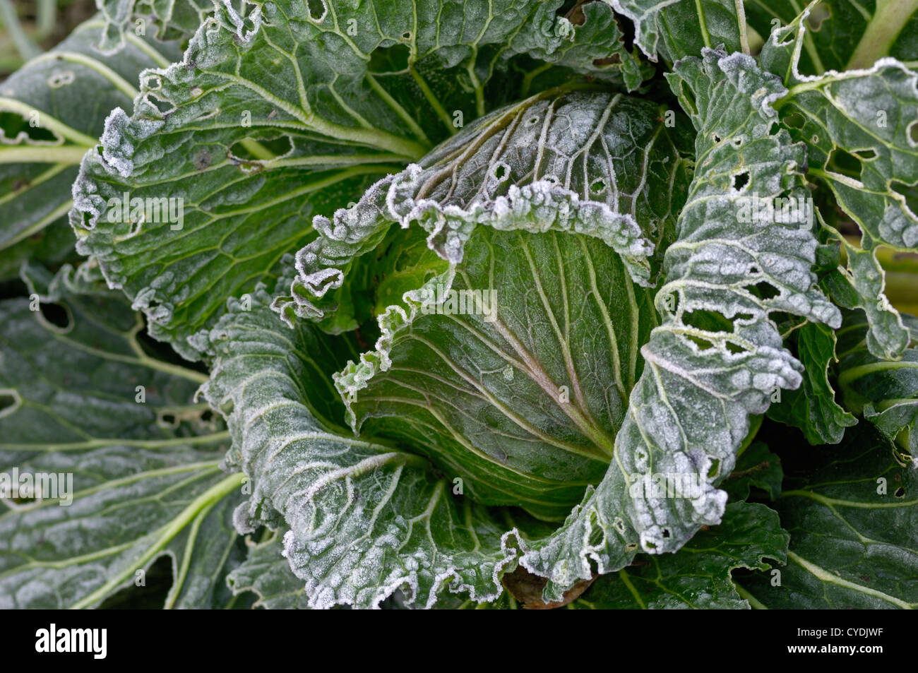 Winter cabbage hi-res stock photography and images - Alamy