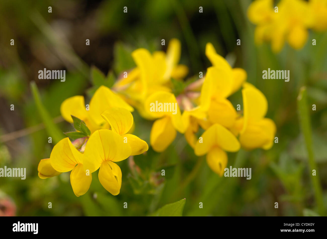 Austrian wildflower hi-res stock photography and images - Alamy