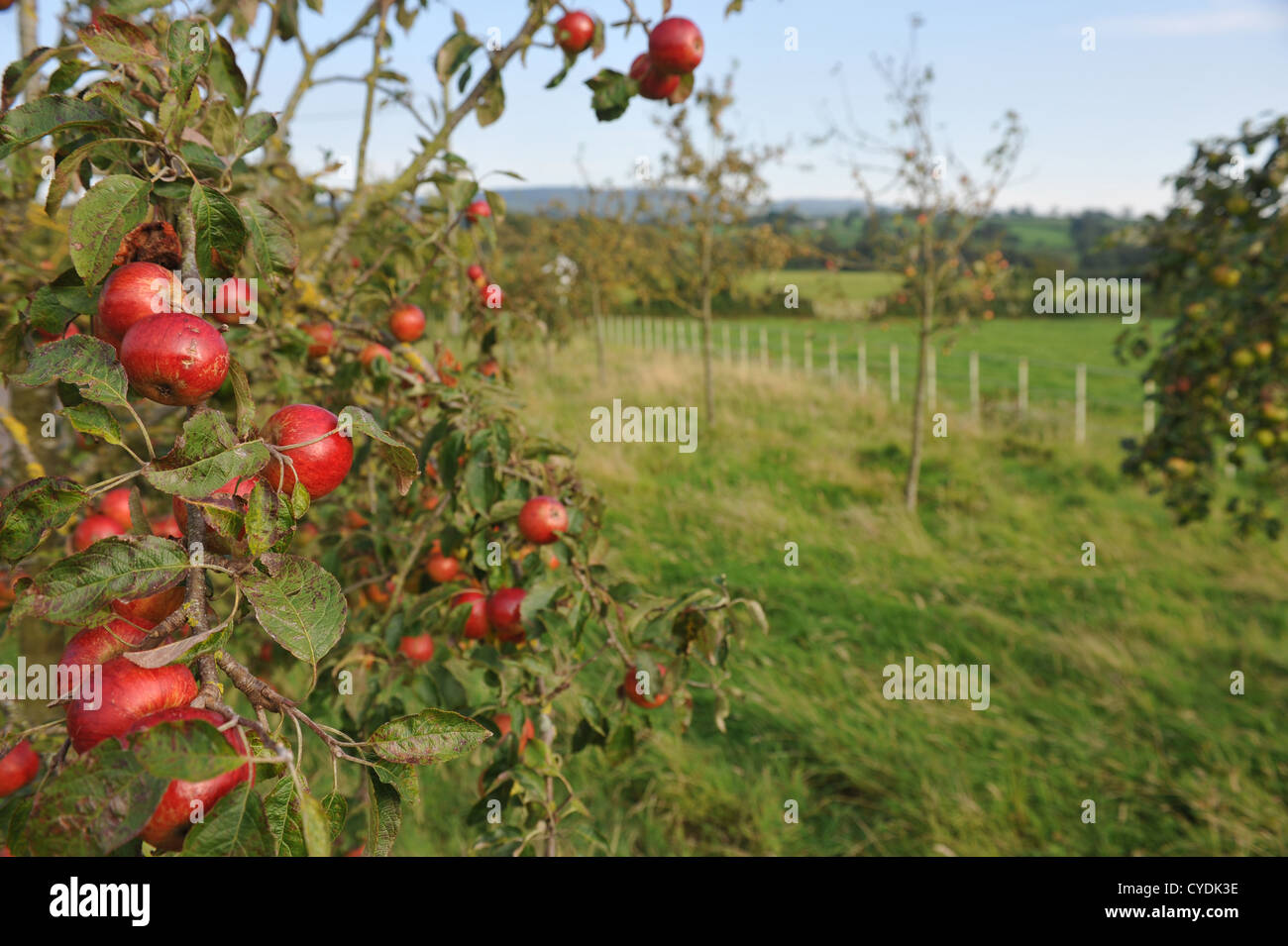 Apple orchard hi-res stock photography and images - Alamy