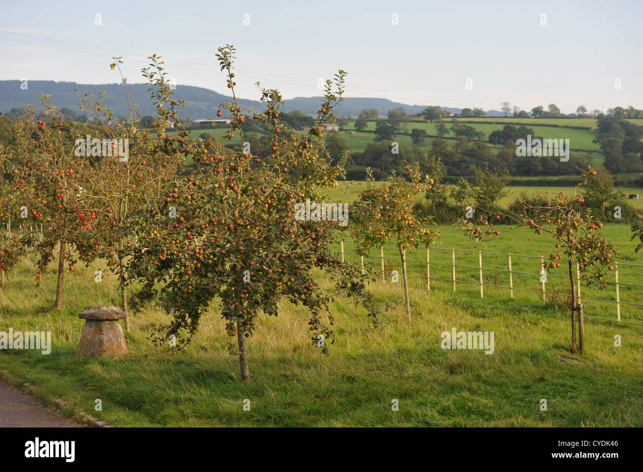Apple scrumping hi-res stock photography and images - Alamy