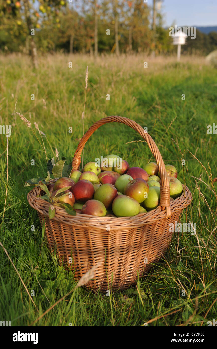 Scrumping apples hi-res stock photography and images - Alamy