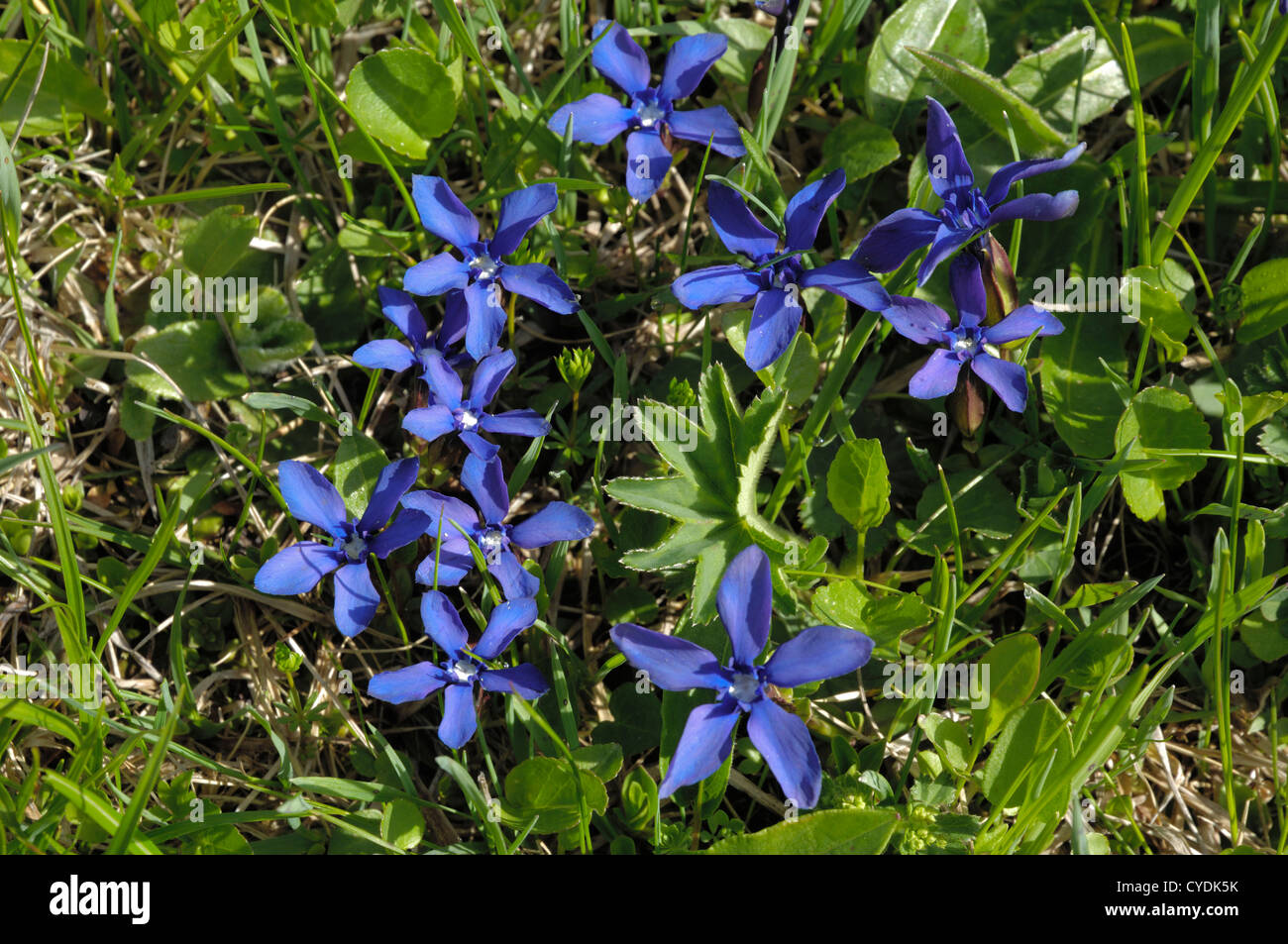 Alpine wild flowers, Dolomites, Italy Stock Photo - Alamy