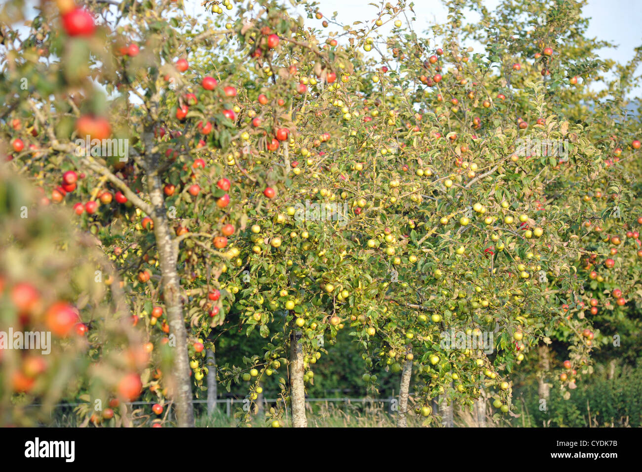 Cider tree tree of cider hi-res stock photography and images - Alamy