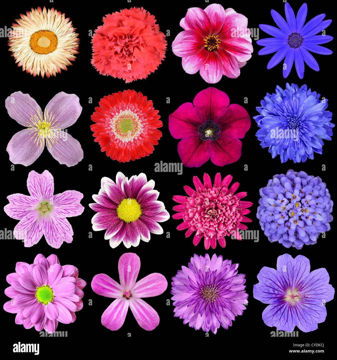 flower various collection selection black macro blue beautiful beauty ...