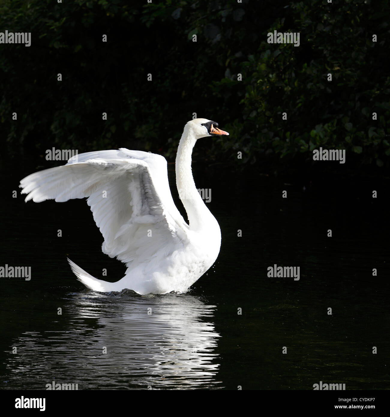 Protected swan hi-res stock photography and images - Alamy
