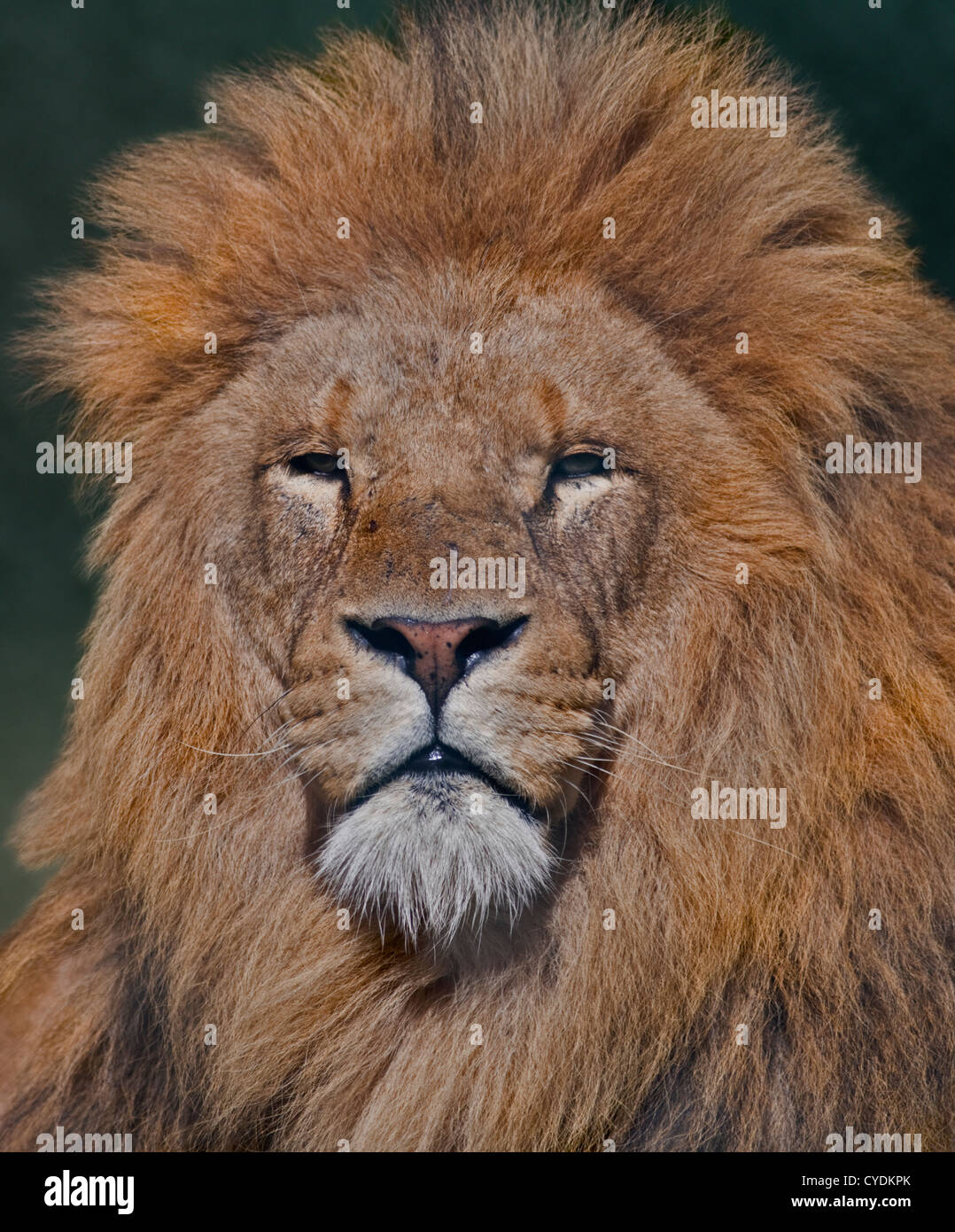 Big male lions hi-res stock photography and images - Alamy