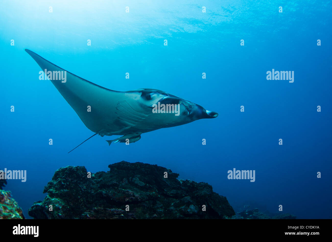 manta ray at "manta scramble" Kabira Bay off the coast of Ishigaki ...