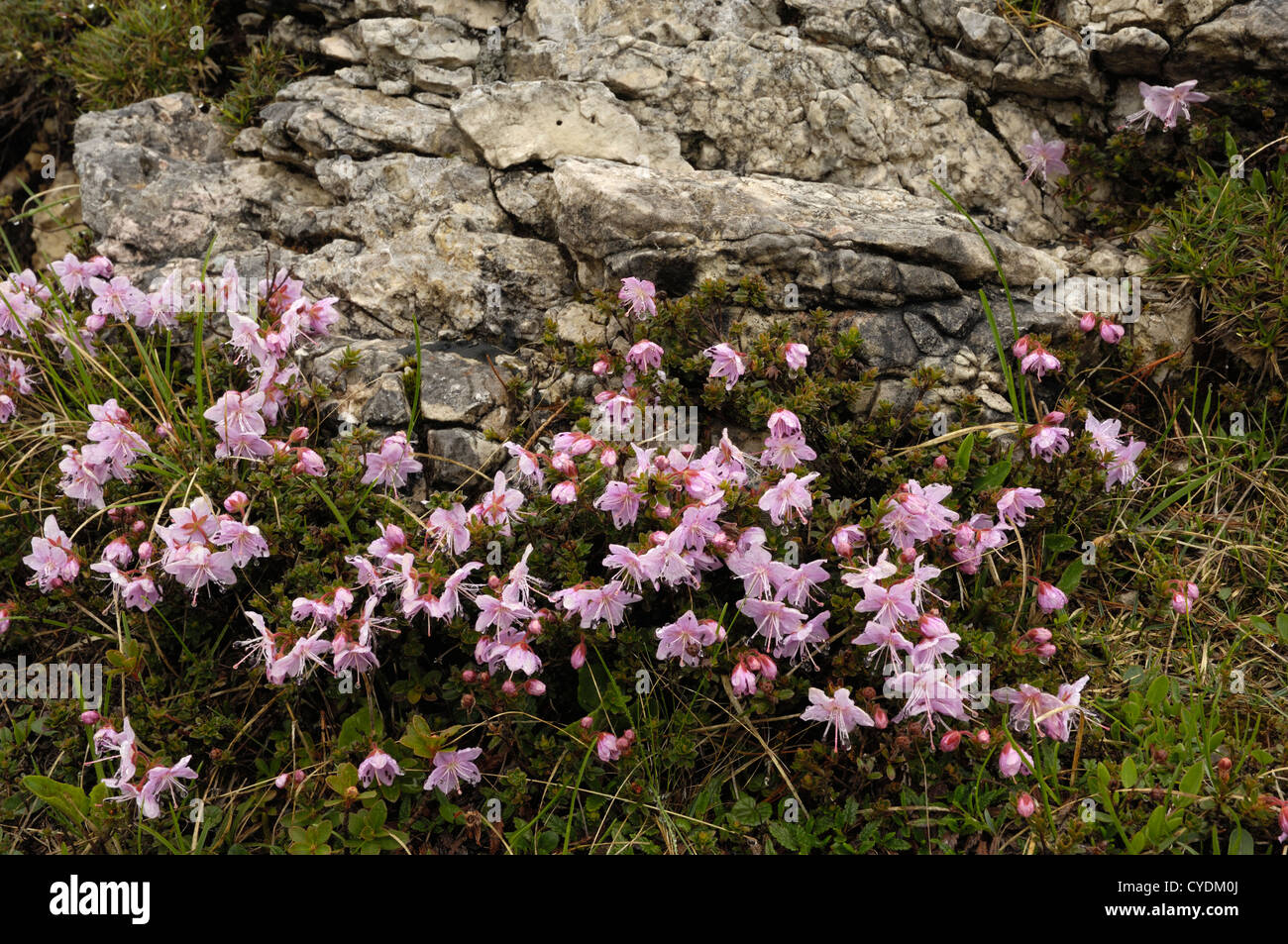 Alpine wild flowers dolomites italy hi-res stock photography and images ...