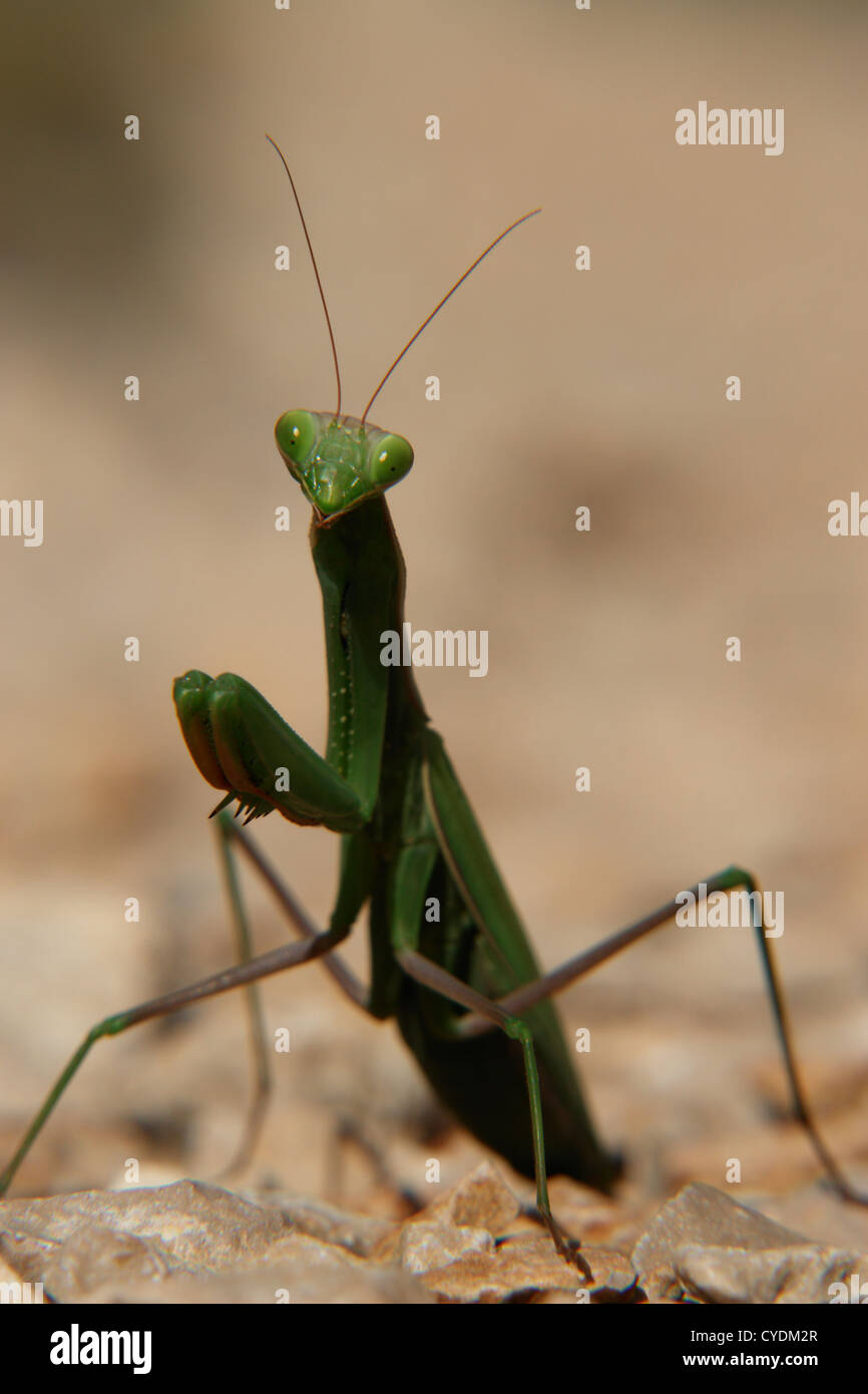close-up of a praying mantis Stock Photo - Alamy