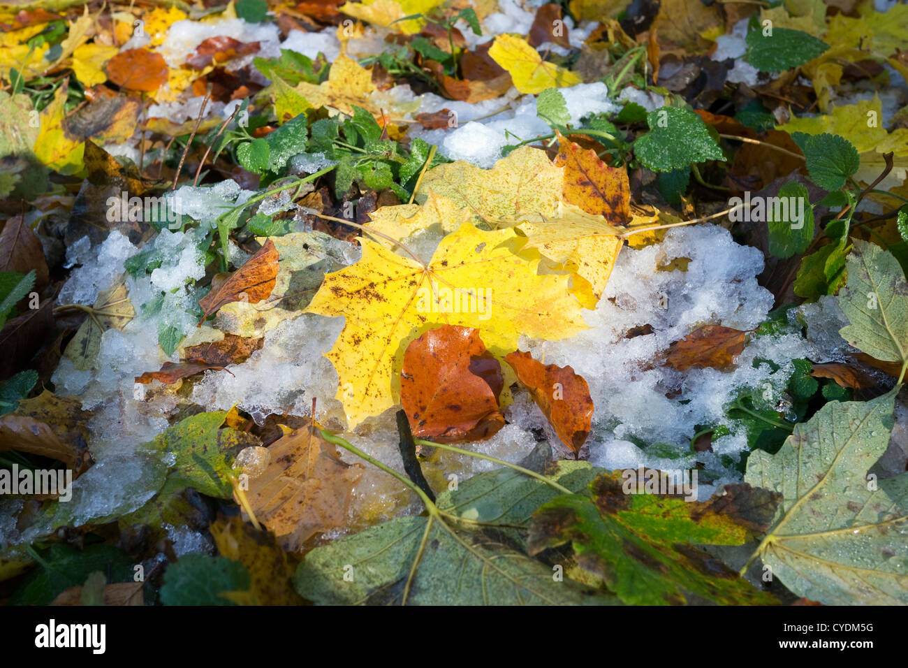 Differently colored leaves hi-res stock photography and images - Alamy