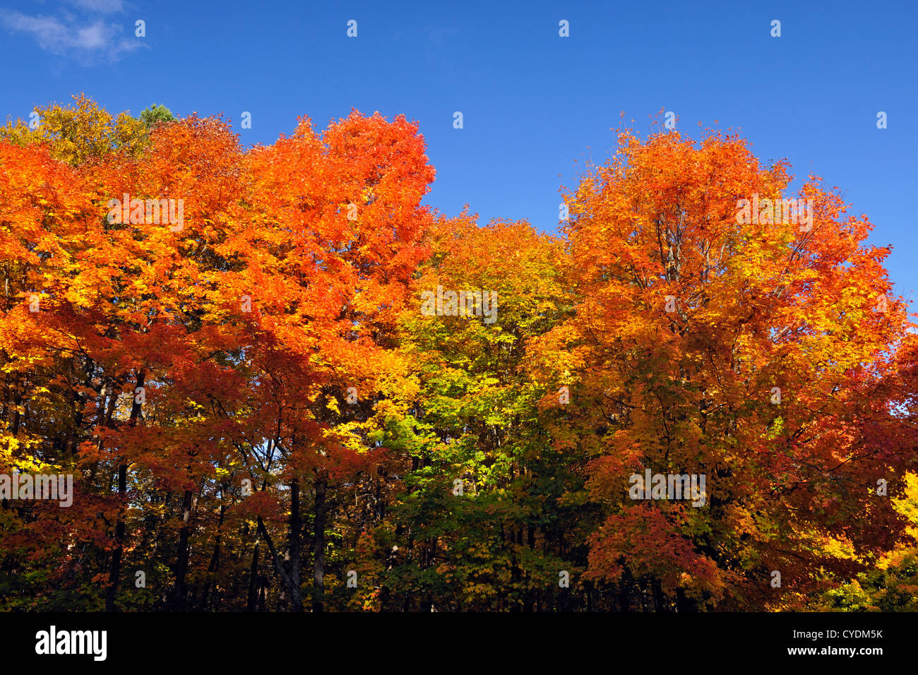 Afternoon sunlight in the maple woodland, autumn, Algonquin Provincial ...
