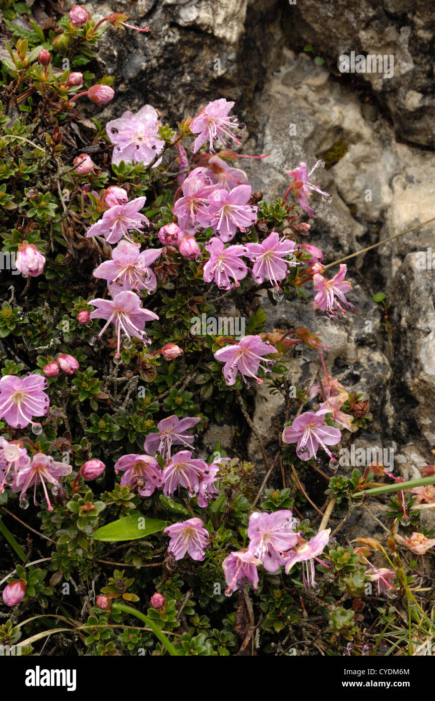 Alpine wild flowers, Dolomites, Italy Stock Photo - Alamy